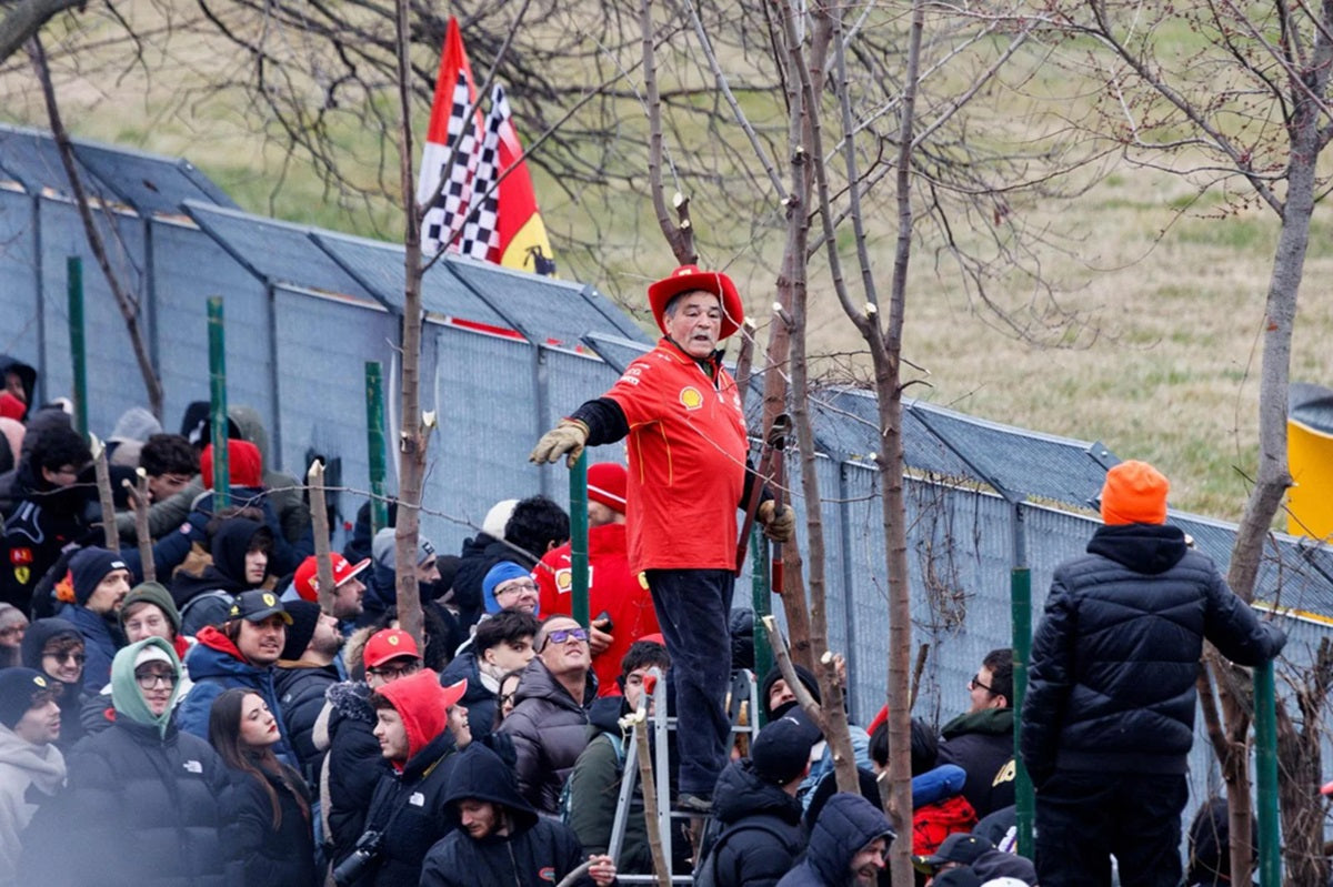 Il a coupé un arbre pour voir Hamilton - il a été puni – FansBRANDS® - FR